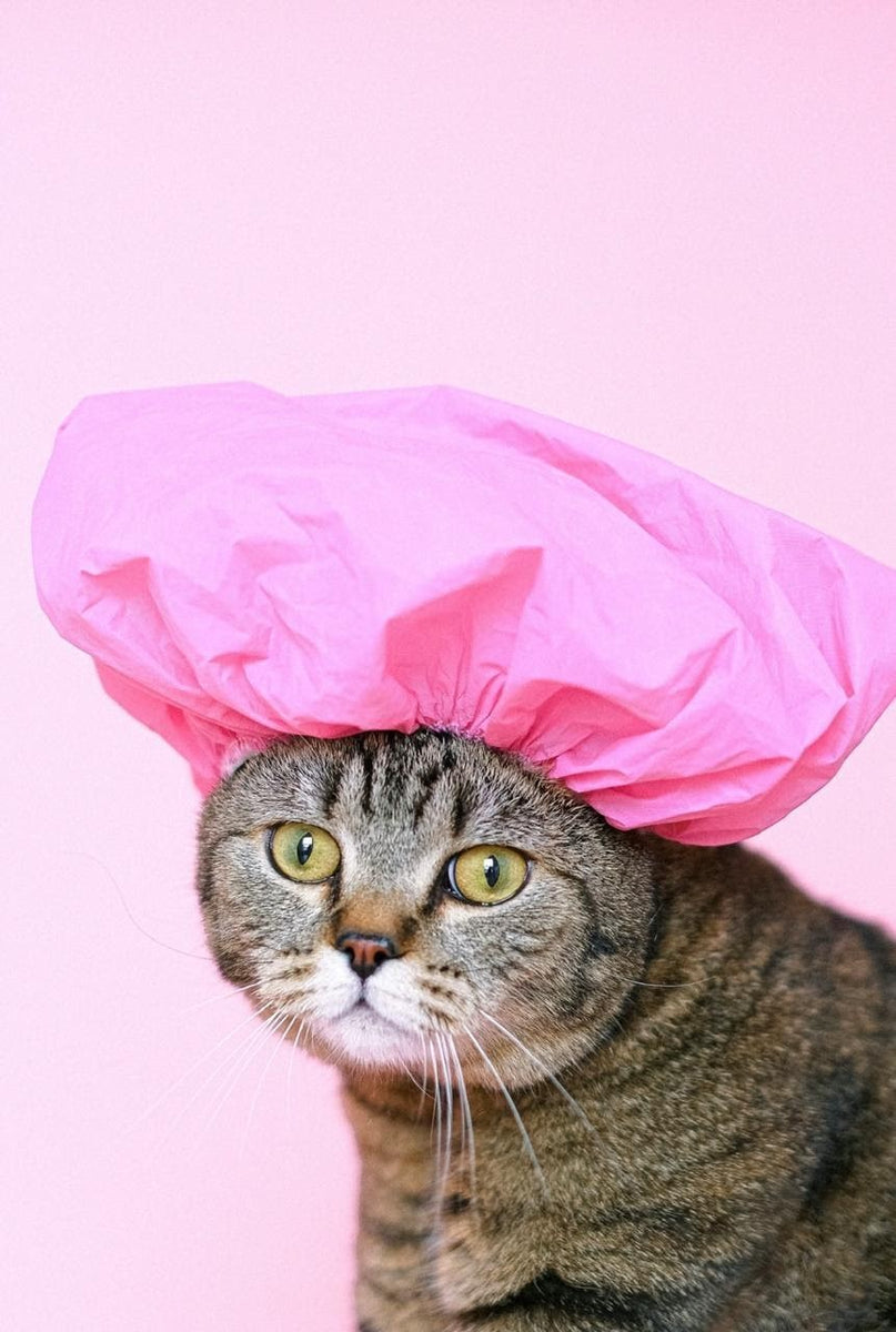 SPA PARA GATOS – cocoromeo®